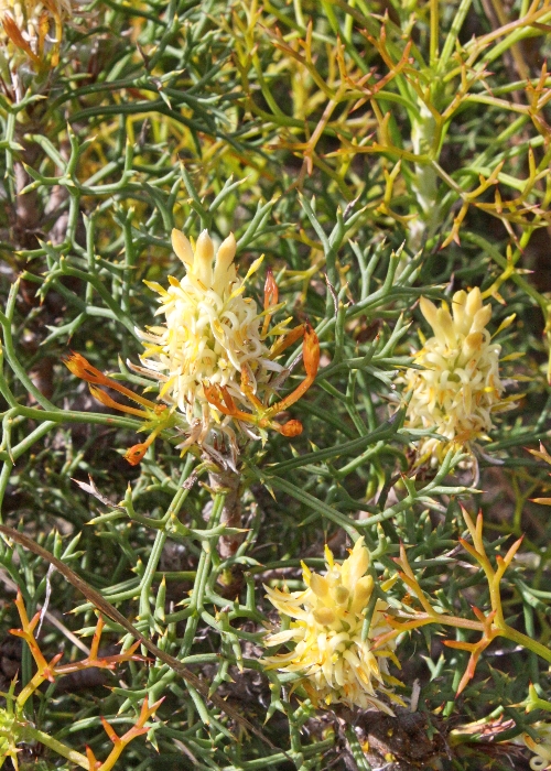 South Australian Plants - Proteaceae